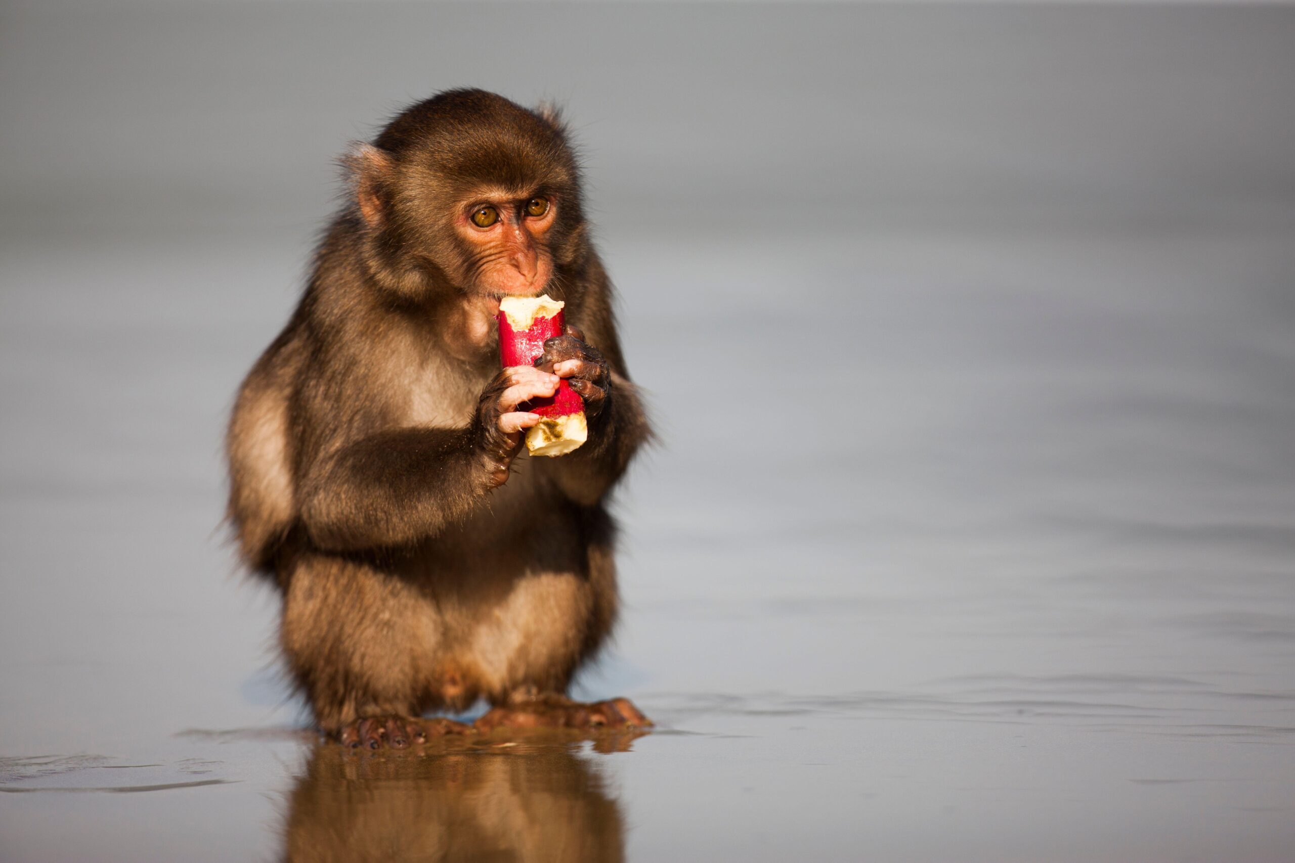 IMO: the name explained | 100th Monkey